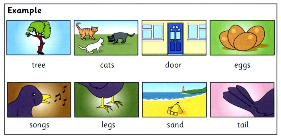 A bird - Starters English Reading Test - English Practice Test
